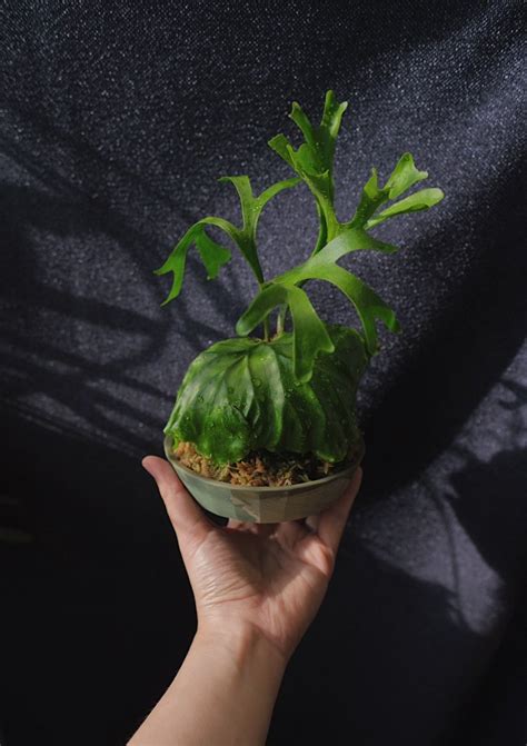 와생 🫠 👀 On Twitter 리 리 리자로 끝나는 식물