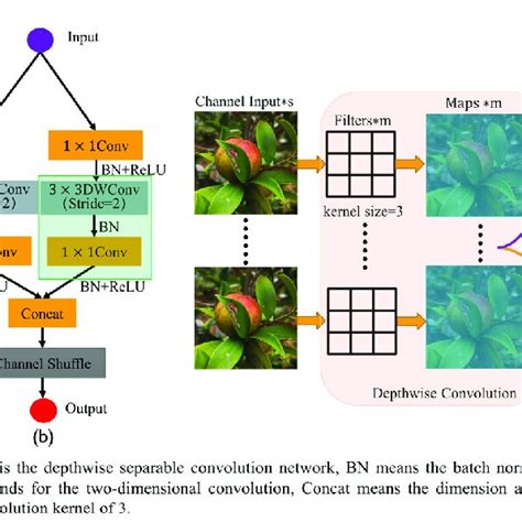 The Structure Of Shuffle Block A Base Unit B Downsampling Unit Download Scientific