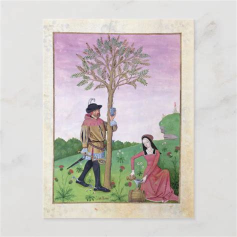 Drawing Sap From A Tree Postcard Zazzle