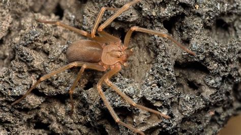Why Brown Recluse Spider Webs Look So Different And How To Identify One