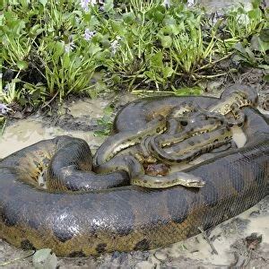 Green Anaconda Mating With 3 Males Llanos Venezuela