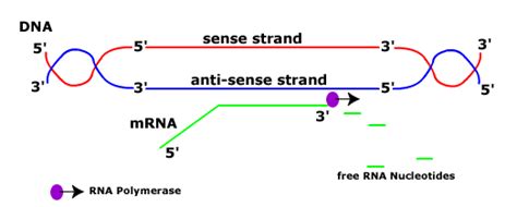 Making Sense Out Of The Visual Representation Of Transcription
