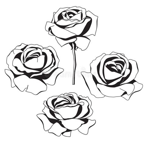 Conjunto De Silueta De Rosas Ilustración Del Vector Ilustración De