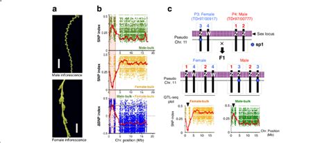 Qtl Seq Based Analysis Of Sex Determination In D Rotundata A Male And Download Scientific