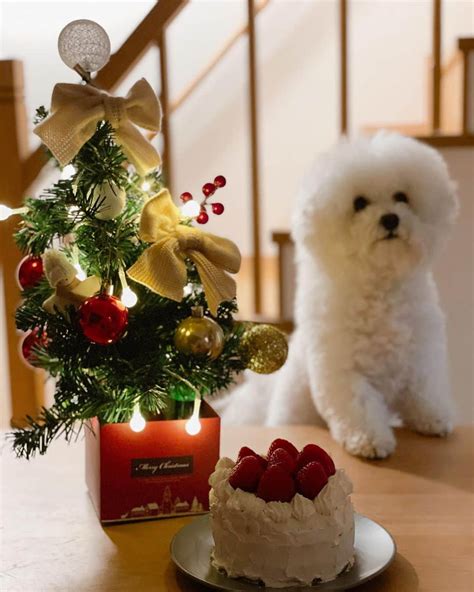 Hisanaさんのインスタグラム写真 Hisanainstagram 「昨日の🎂🎄 あまおうたっぷりケーキ🍓 🐶🐶たちには豆腐ハンバーグ