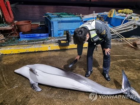 [핫핑크돌핀스 논평] 참돌고래 낫돌고래 보호종 지정을 환영한다