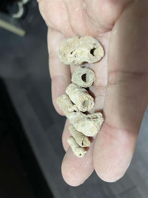 Please Help Identify These Tubular Fossils R Fossilid