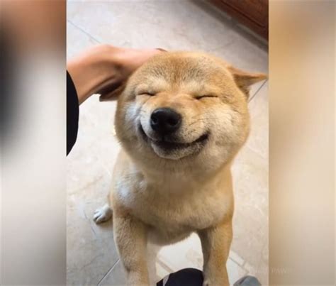 柴犬の笑顔はプライスレス！ただただ柴犬の笑顔に癒される動画が話題に！ Fundo 柴犬 柴犬まる 犬