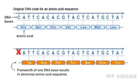 【学习笔记】遗传变异的基本类型 知乎