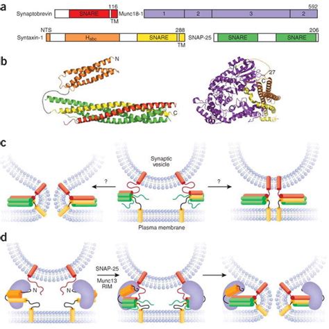 Pdf Synaptic Vesicle Fusion