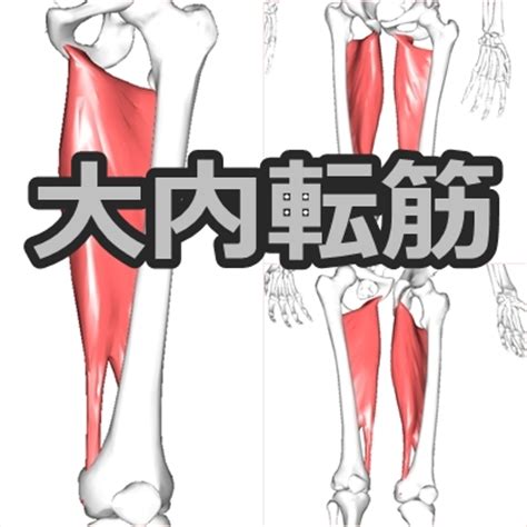 大内転筋解剖学ストレッチ方法と臨床で役立つ4つの特徴