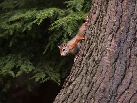 Red Squirrel — Mammal Society