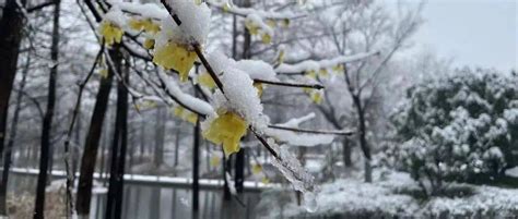 瑞雪兆丰年 喜迎虎年春 常州 金坛 雨雪