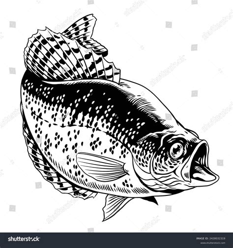 110 Crappie Drawing Royalty Free Photos And Stock Images Shutterstock