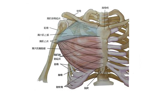 右边胸部以下腹部以上肋骨左侧位置经常抽筋怎么回事？ 吃过饭胃就痛，站着坐着躺着时按到肋下左腹部也痛，站