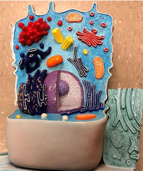 Cell Model Label Diagram Quizlet