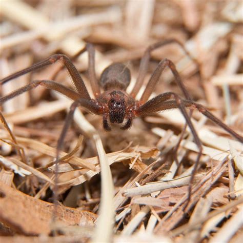 Brown Recluse Spider Web Pictures
