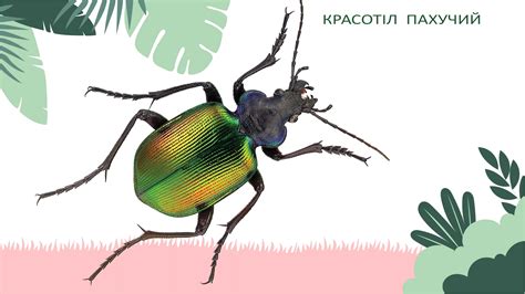Презентація Біологія 7 клас НУШ Практична робота Виявлення прикладів пристосувань у комах до