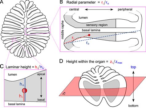 schematic representation of spatial coordinates measured a
