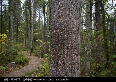 树木树干高清图片下载 红动中国