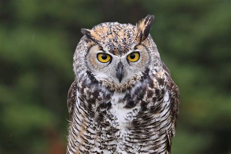 フクロウとミミズク の違いとは 違いがわかる事典