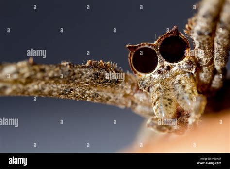 Net Casting Ogre Faced Spider Stock Photo Alamy