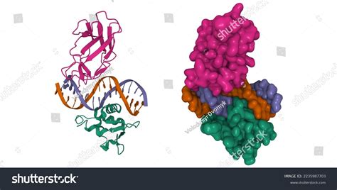 Structure Dna Binding Domains Human Fli1 Stock Illustration 2235987703