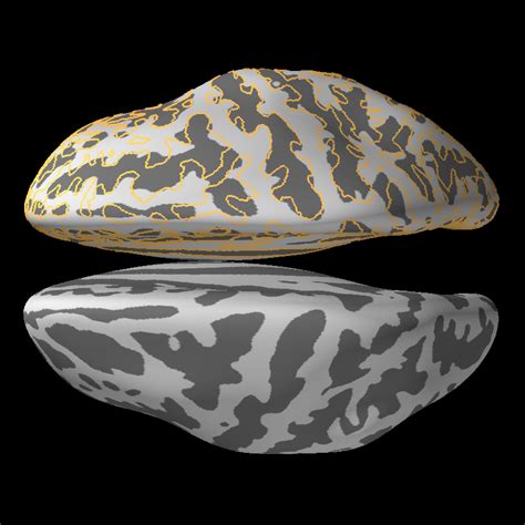 Pysurfer Python Neuroimaging Visualization Pysurfer Documentation