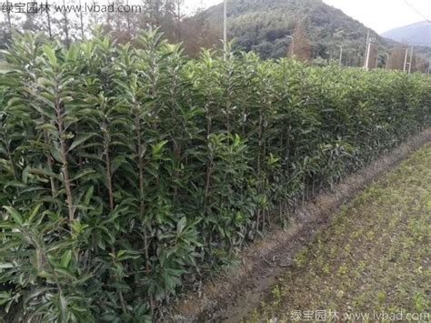 法国冬青好还是北海道好 绿宝园林网