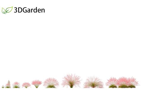 Muhly Grass Pink Muhlygrass 3d Model 3dgardenplants