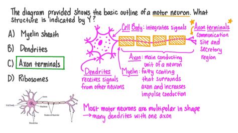 Draw A Labeled Diagram Of A Myelinated Neuron Biology