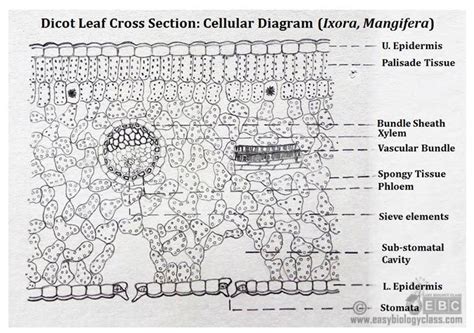 Dicot Leaf Record Diagram Leaf Structure Biology Projects Things