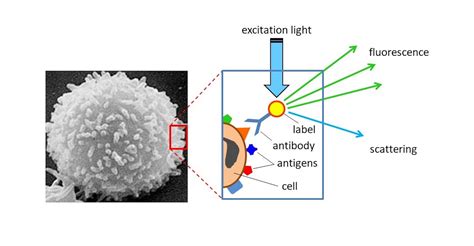 Flow Cytometry Diagram