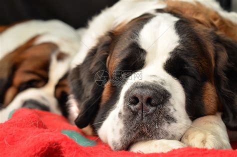 一对纯种圣伯纳犬高清图片下载 正版图片503265219 摄图网