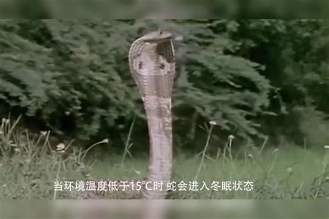 毒蛇居然公然挑衅平头哥简直作死这场顶级对决真是太精彩了 挑衅 毒蛇