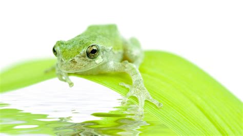 Serous Exudate Definition And Examples Biology Online Dictionary