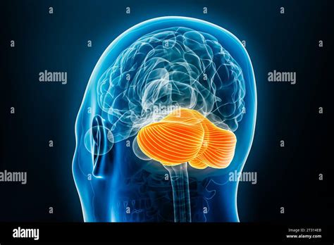 Xray Rear View Of The Cerebellum 3d Rendering Illustration With Blue Background Human Body And