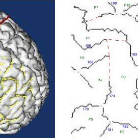 Extraction Of The ROI Graph Download Scientific Diagram