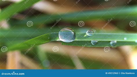Rain Drops Stock Image Image Of Nature Rain Outdoor 49212963