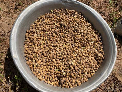 Csir Pgrri Advocates For Conservation Of Bambara Groundnut