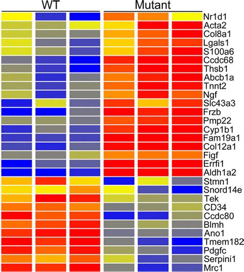 Heatmap Of Genes Showing Microarray Based Differential Expression In