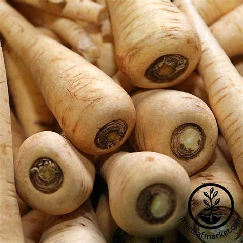 Heirloom Parsnip Gardening Seeds Hollow Crown Non Gmo Seeds Online