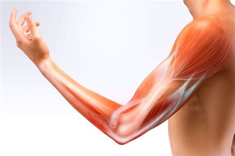 Le Rôle Important Des Muscles Pour La Santé Articulaire Genacol