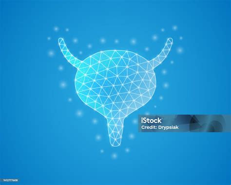 방광 낮은 폴리 기호 흰색 연결된 점 3d 기하학적 다각형 장기 해부학 생식 기관 이식 디자인 그림 3차원 형태에 대한 스톡