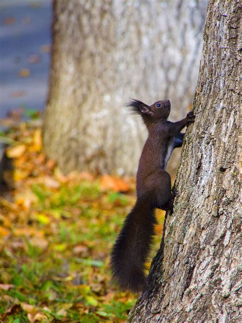 Csaba Kis • Fotogeografica