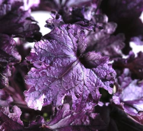 Гейхера культурна Forever Purple