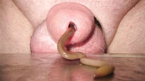 Worming Image 71798 Thisvid Tube