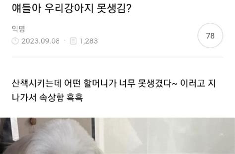 얘들아 우리 강아지 못생김 Newsnack
