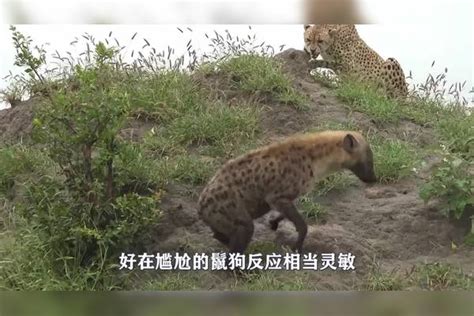 鬣狗心不在焉的埋头走路抬头正好撞见豹子现在跑还来得及吗