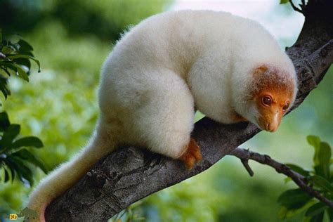 کوس کوس یا گربۀ ببری؛ پستاندار عجیبی که روی درخت‌ زندگی می‌کند و با